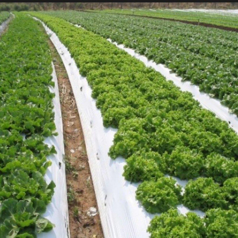 MULCHING HORTALIÇAS - Solucões Industriais
